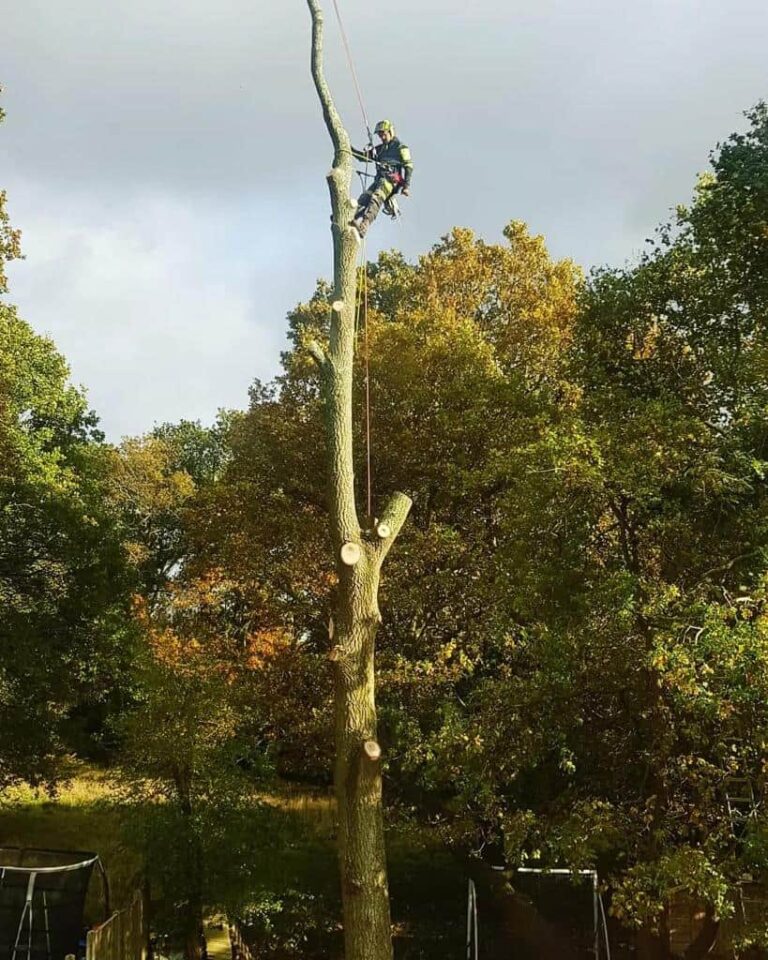 Saffron Walden Tree Surgeons - Tree Surgery Saffron Walden